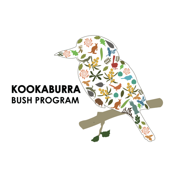 Kookaburra Bush Program – Oxford Falls early learning centre local ...